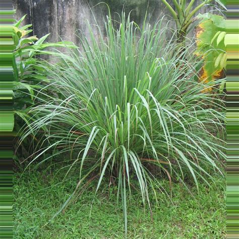 Bulk Lemongrass Flakes Cs Lb Bulkherbsandspicecom