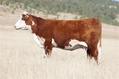 Csc Females For Sale Csc