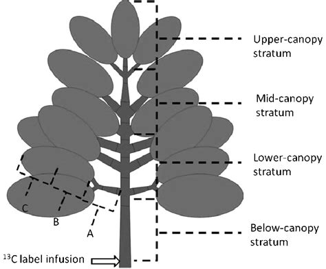 Scheme For Biomass Harvest And Tissue Sampling For Isotopic Analysis Of