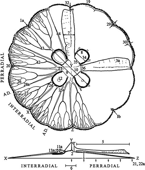 Scyphozoa Aurelia