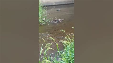 여행떠나는 오리가족 Youtube