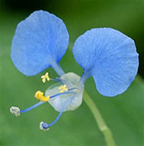 Commelina Benghalensis Commelinaceae