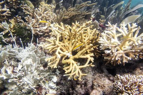 Scientists Say Florida Keys Coral Reefs Are Already Bleaching The