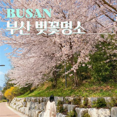 부산 벚꽃 개화상황 벚꽃명소 수영강 달맞이길 삼익비치 등 네이버 블로그