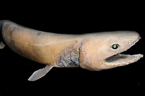 Tibur N Anguila Caracter Sticas Alimentaci N Reproducci N Cumbre