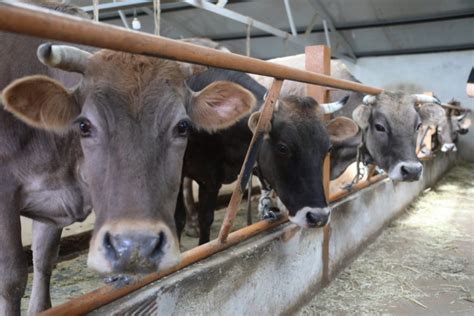 Д Гэрэлт Манай аймаг орны аль ч бүсэд мах сүүний хосолмол ашиг шимт мал аж ахуйг хөгжүүлэх