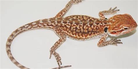 What Is A Fancy Bearded Dragon Explained MyPetCareJoy