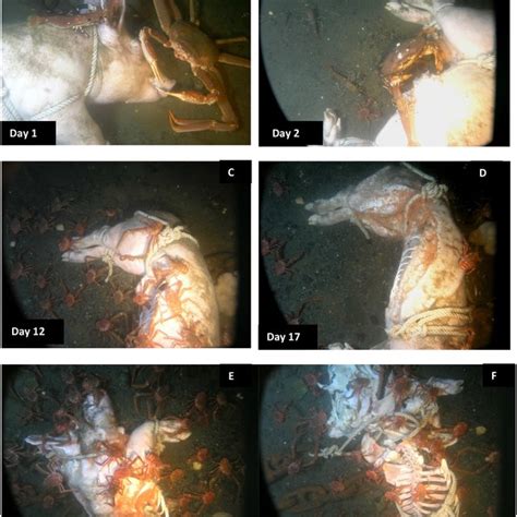 Progression Of Carcass Scavenging And Degradation For Carcass 1