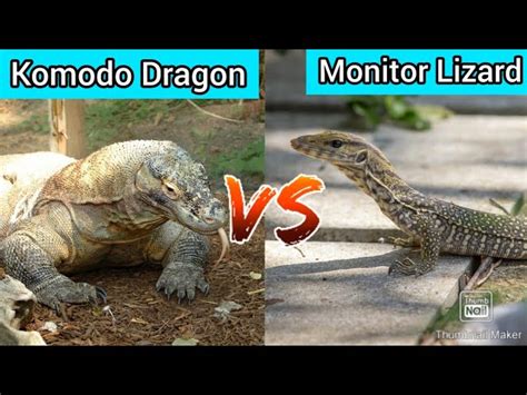 Komodo Dragon Vs Monitor Lizard