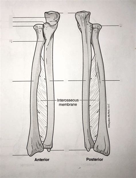 Right Radius And Ulna Anterior And Posterior View Diagram Diagram