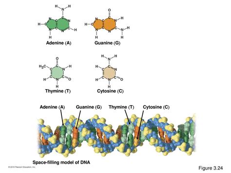 Chapter 3 The Molecules Of Life Ppt Download