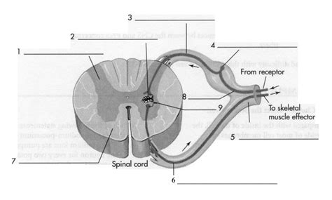 Lab Test 2 Diagram Quizlet