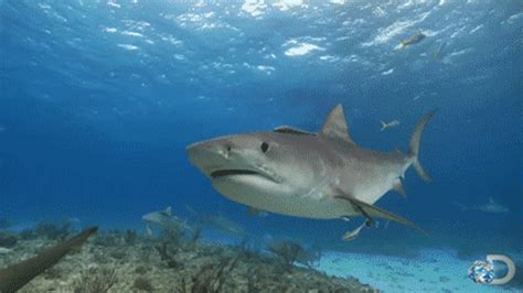 Swimming Shark Animated 