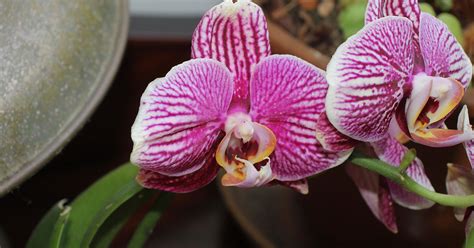 Phalaenopsis Orchid Growing And Care Guide The Garden Magazine