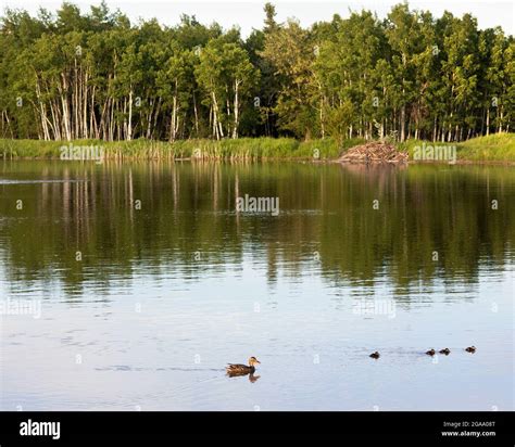 Stormwater Pond Ecosystem Mallard Duck And Ducklings Beaver Lodge And