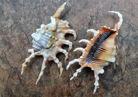 Scorpion Conch Seashell 4 5 Lambis Scorpio Etsy