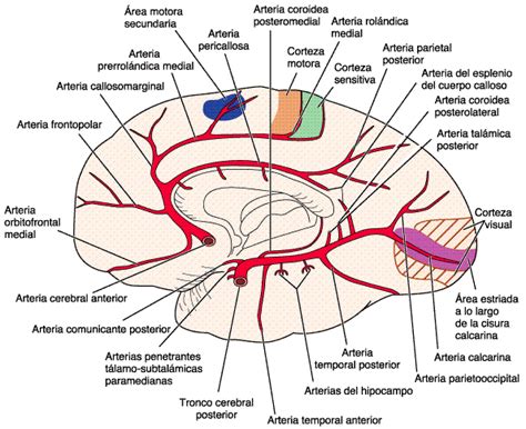 Arteria cerebral anterior ramas y distribuci n Cerebral Neuroanatomia Anatomía