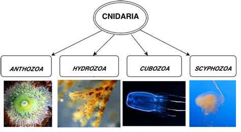 Phylum Cnidaria Worksheet