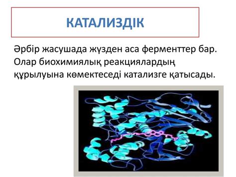 Белок протеиндері - презентация онлайн