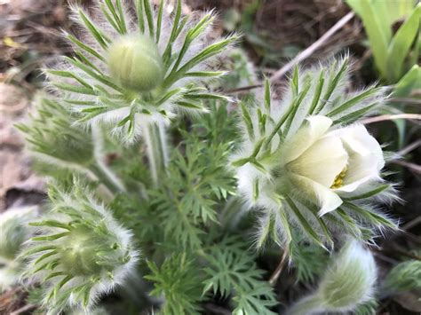 Прострел (сон-трава) Обыкновенный Рождество (Pulsatilla vulgaris)