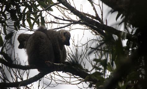 Eulemer Rufifrons Red Fronted Lemur — Coke Smith Wildlife