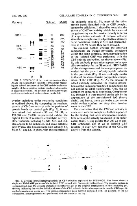 Characterization Of A Cellulose Binding Cellulase Containing Complex