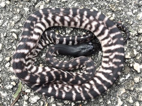 Collection Derek Roddys Black Headed Pythons