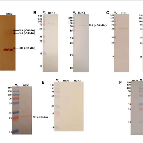 Far Western Blot Analysis Showing C4bp Binding To H1n1 And H3n2