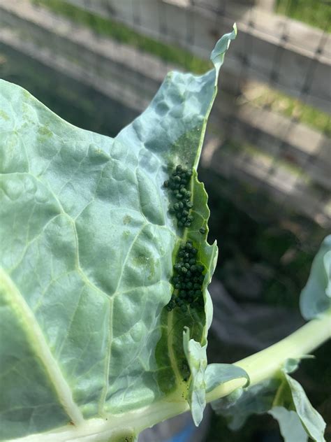 Egg Identification Rgardening