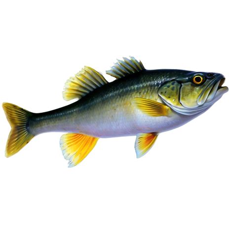 Download Underwater Walleye Png Yuk