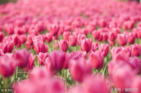 自梳就是已屆婚齡的，自己把髮辮盤在頭上梳成髻子，表明終身不嫁 每日頭條