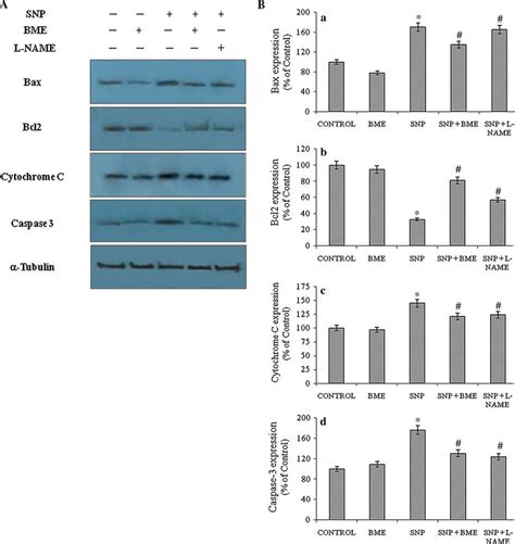 A Protective Effect Of Bme On Snp Induced Expression Of Apoptosis