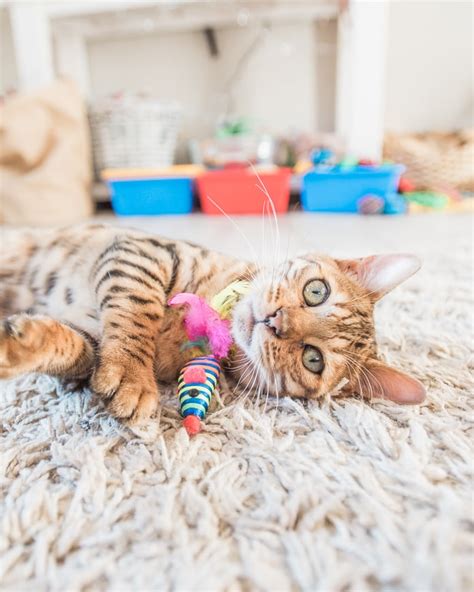 9 Bengal Cat Care Essentials For A Feisty Feline