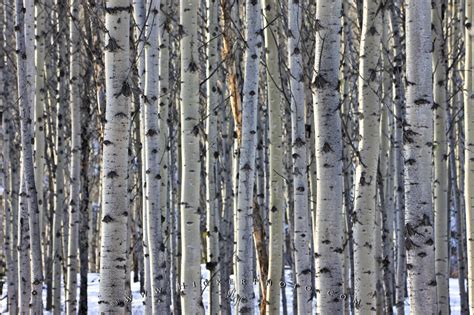 Aspen Tree Wallpaper Wallpapersafari