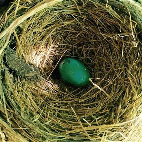 What Do You Do With An Abandoned Bird Egg Diy Seattle
