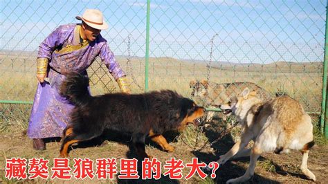 【狼王老郑】藏獒是狼群里的老大？藏獒一生气，狼立马服服帖帖 Is The Tibetan Mastiff The Leader Of
