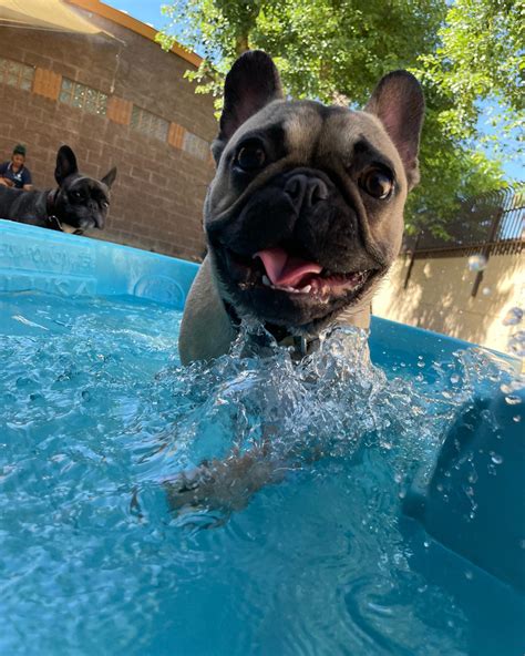 The Sweetest 🥰 Jet Pet Resort Phx