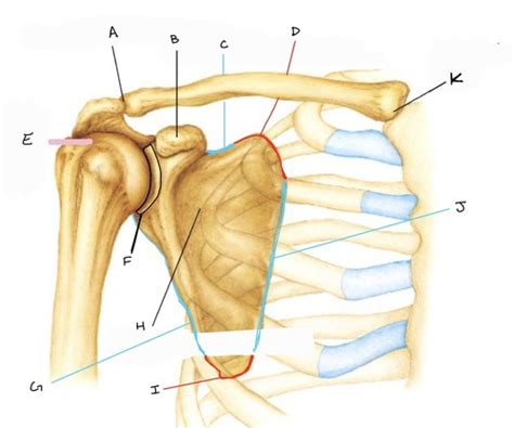 PHYSCI 13 PRACTICAL EXAM 1 Flashcards Quizlet