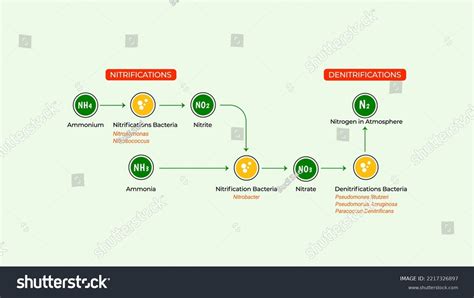 Nitrification Denitrification Nitrogen Biological Nitrogen Cycle Stok
