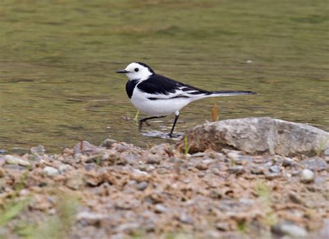 White Wagtail Dutch Birding