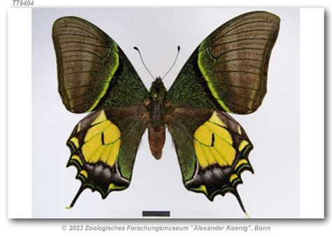 Teinopalpus A Aureus Type Specimens
