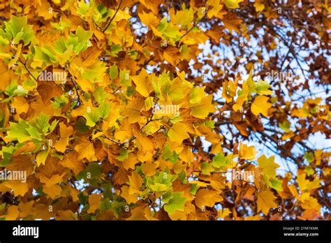 Arbol De Los Tulipanes Hi Res Stock Photography And Images Alamy