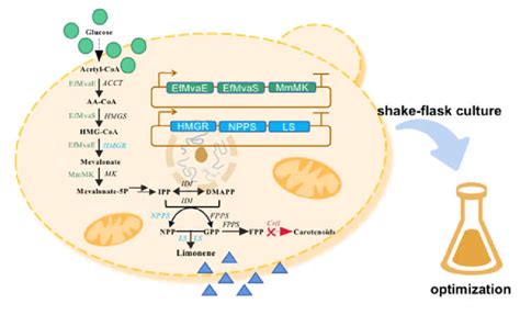 Flow Chart Of Limonene Production Download Scientific Diagram