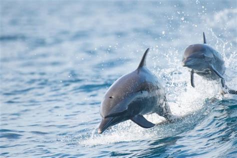 Explore The Great Outdoors A Guide To Nature And Wildlife In Panama