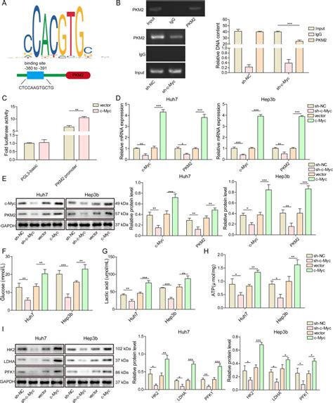 Tfaip6 Facilitates Hepatocellular Carcinoma Cell Glycolysis Through