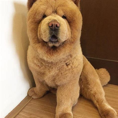 松獅犬我不是被打得我是困到眼睛腫這像杜海濤還是李榮浩 每日頭條