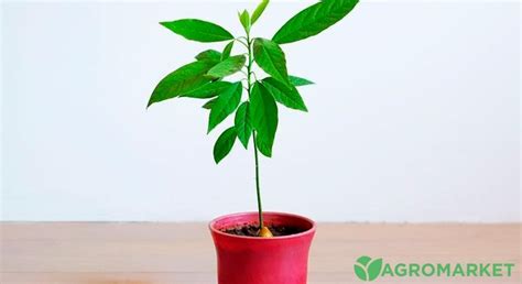 Как прищипывать авокадо - Agro-Market