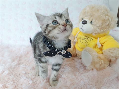 청주고양이 분양상담 가정묘 가정분양 Band