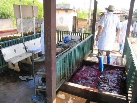 Cost Effective Biosecurity Crucial For Shrimp Farming Responsible Seafood Advocate