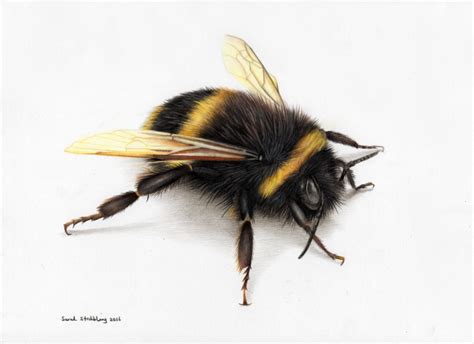 Bumblebee Insect Drawing At Getdrawings Free Download
